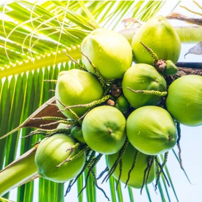 Água de Coco Natural da Lua | SAO PAULO | iFood